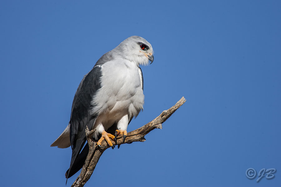 Kalahari/Südafrika | Focus-on-nature | Seite 2