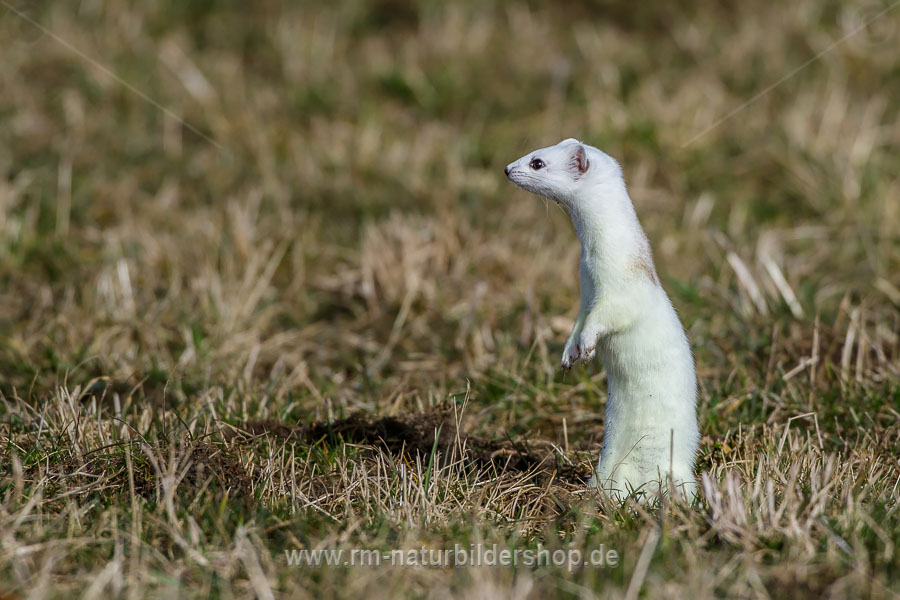 Hermelin | Rolfs Testsite