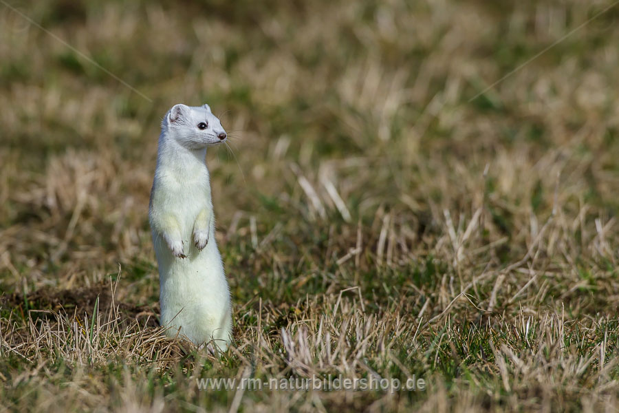 Hermelin | Rolfs Testsite