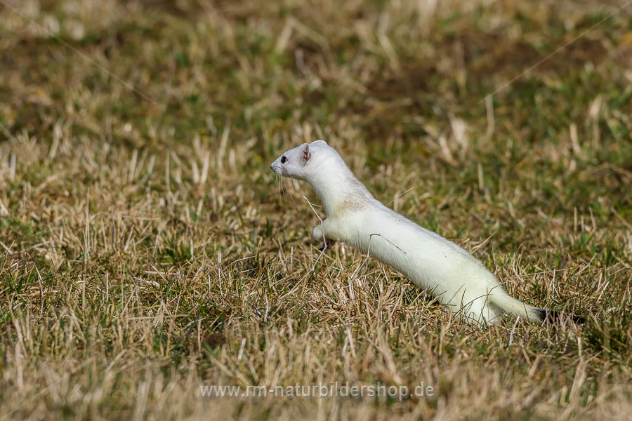 Hermelin | Rolfs Testsite