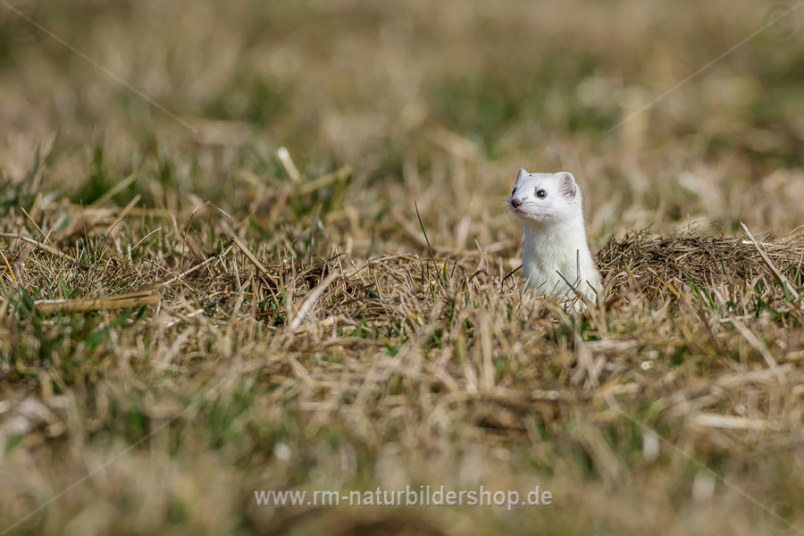 Hermelin | Rolfs Testsite