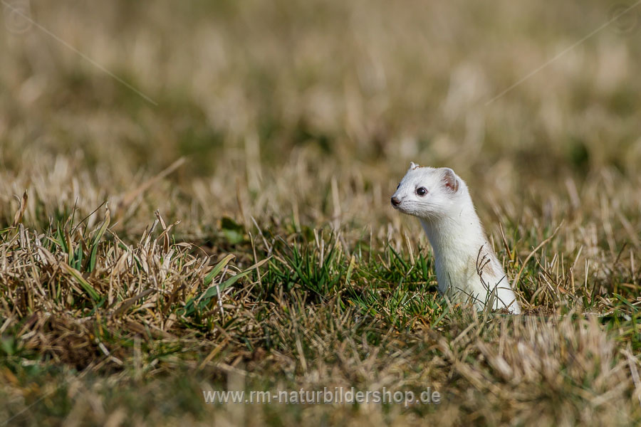 Hermelin | Rolfs Testsite