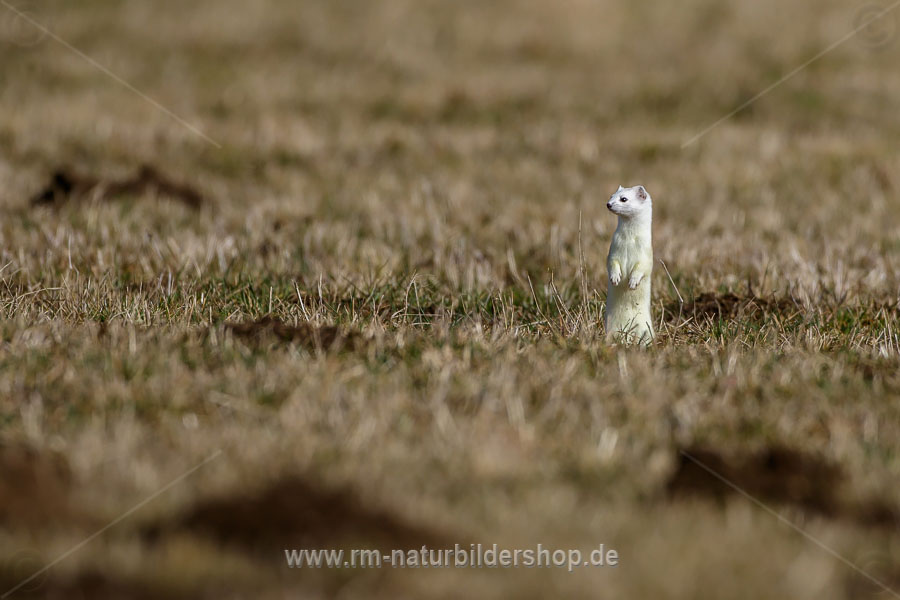 Hermelin | Rolfs Testsite