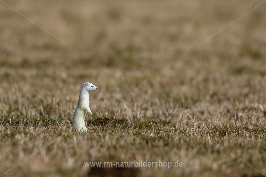 Hermelin | Rolfs Testsite