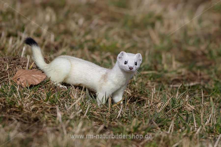 Hermelin | Rolfs Testsite