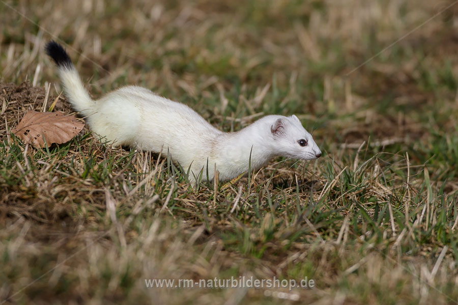 Hermelin | Rolfs Testsite