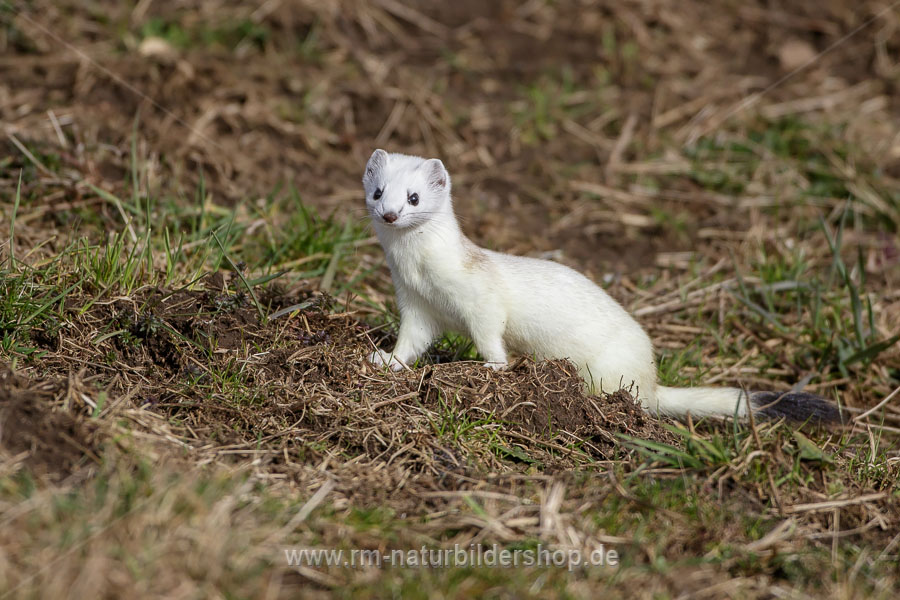 Hermelin | Rolfs Testsite