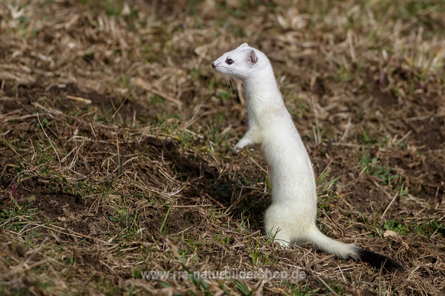 Hermelin | Rolfs Testsite