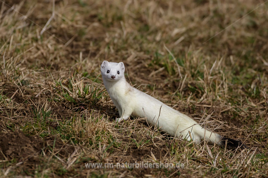 Hermelin | Rolfs Testsite