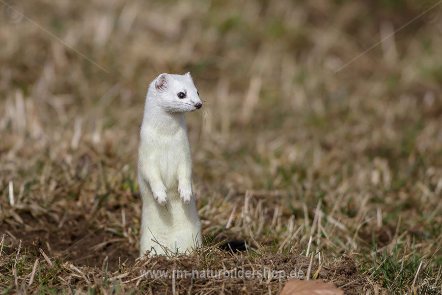 Hermelin | Rolfs Testsite