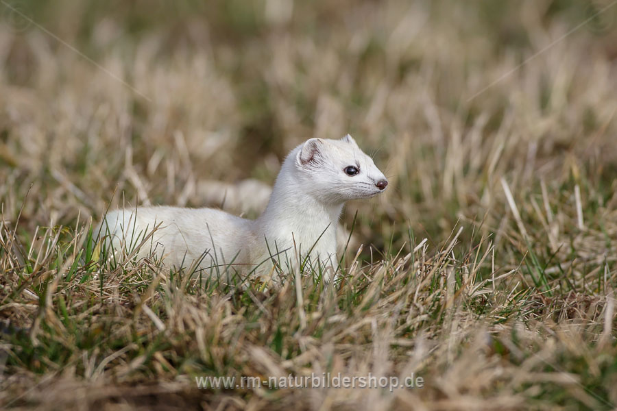 Hermelin | Rolfs Testsite