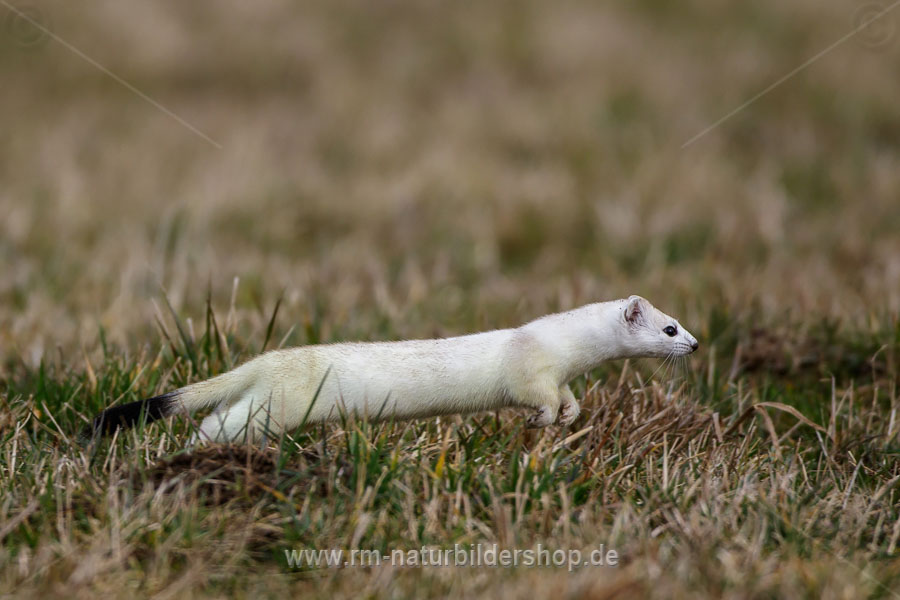 Hermelin | Rolfs Testsite