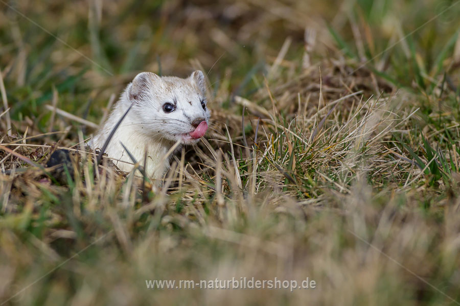 Hermelin | Rolfs Testsite