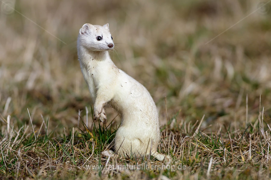 Hermelin | Rolfs Testsite