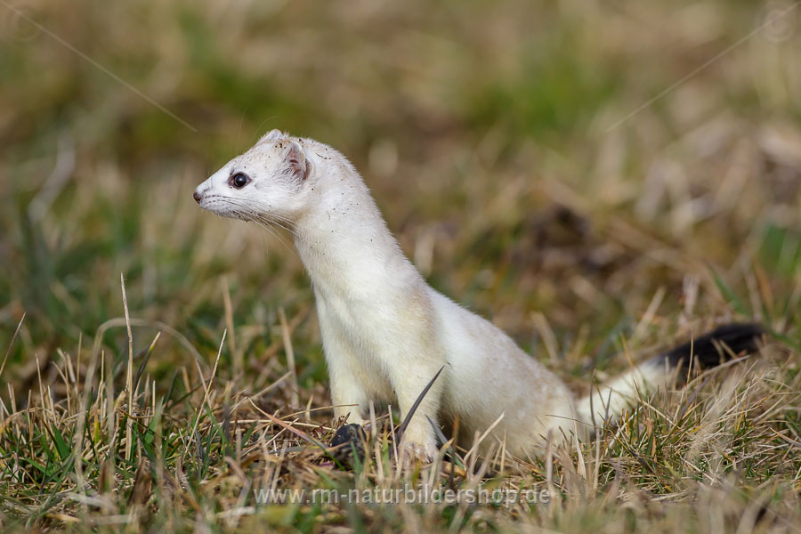 Hermelin | Rolfs Testsite