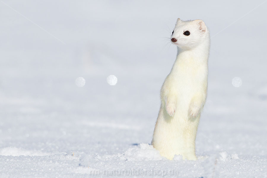 Hermelin | Naturfotografie – Rolf Müller | Seite 11