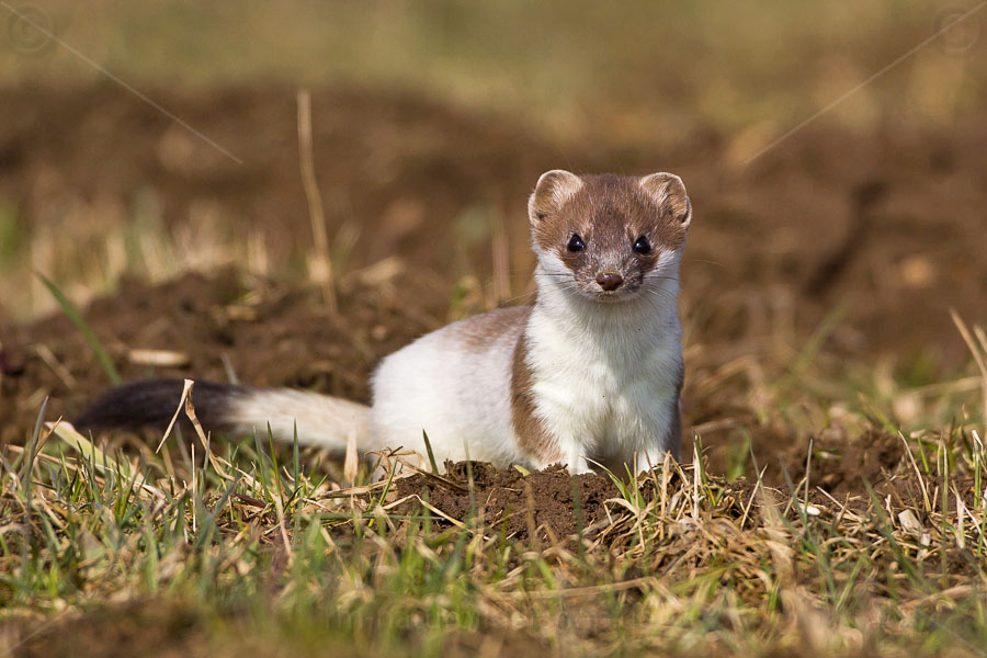 Hermelin (Mustela erminea) | Naturfotografie – Rolf Müller