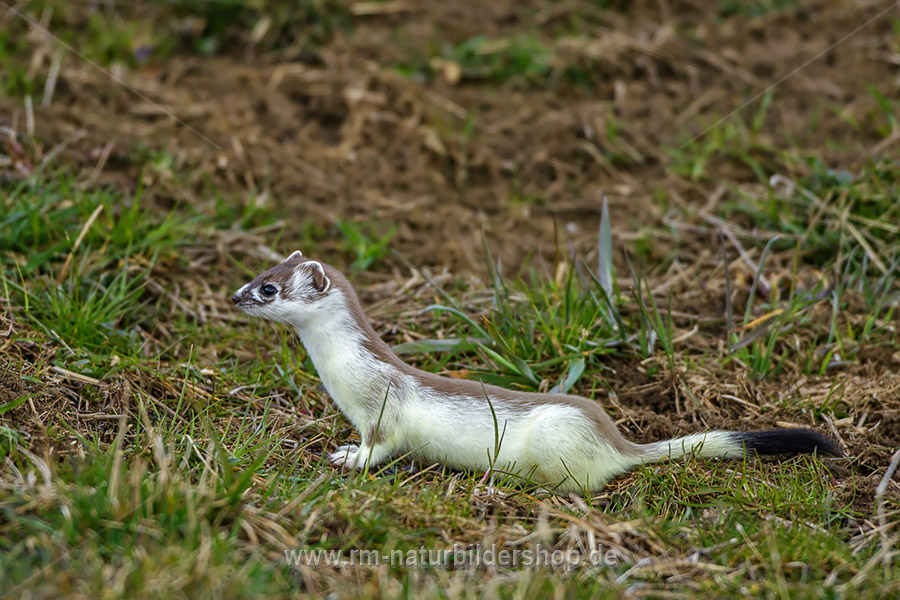 Hermelin | Naturfotografie – Rolf Müller