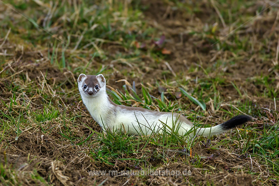 Hermelin | Naturfotografie – Rolf Müller