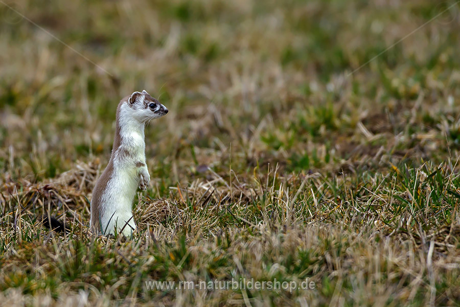 Hermelin (Mustela erminea) im Fellwechsel | Naturfotografie – Rolf Müller