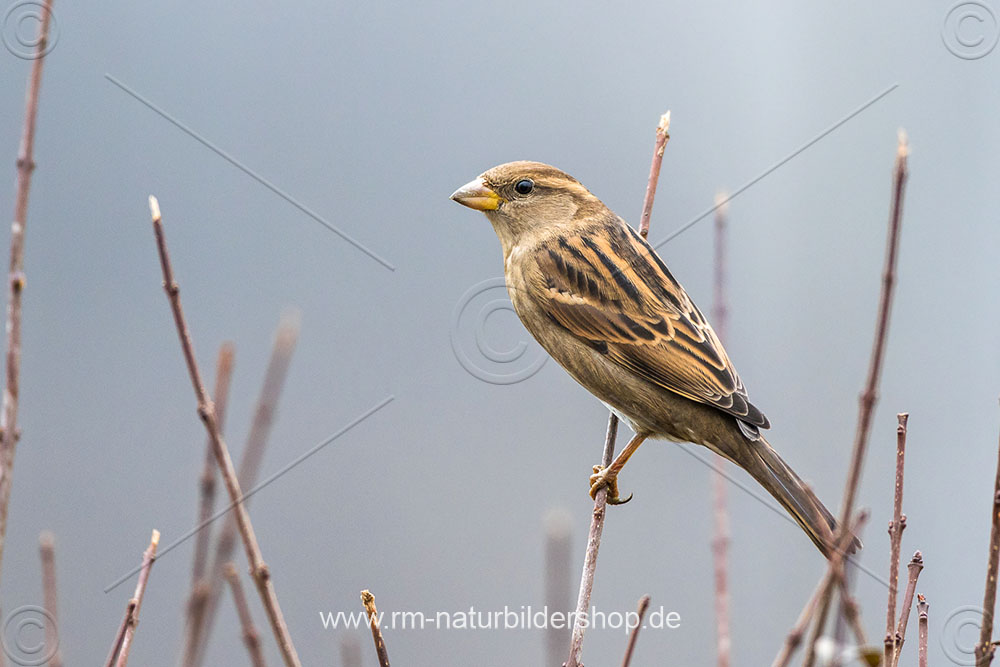 Haussperling | Naturfotografie – Rolf Müller | Seite 6