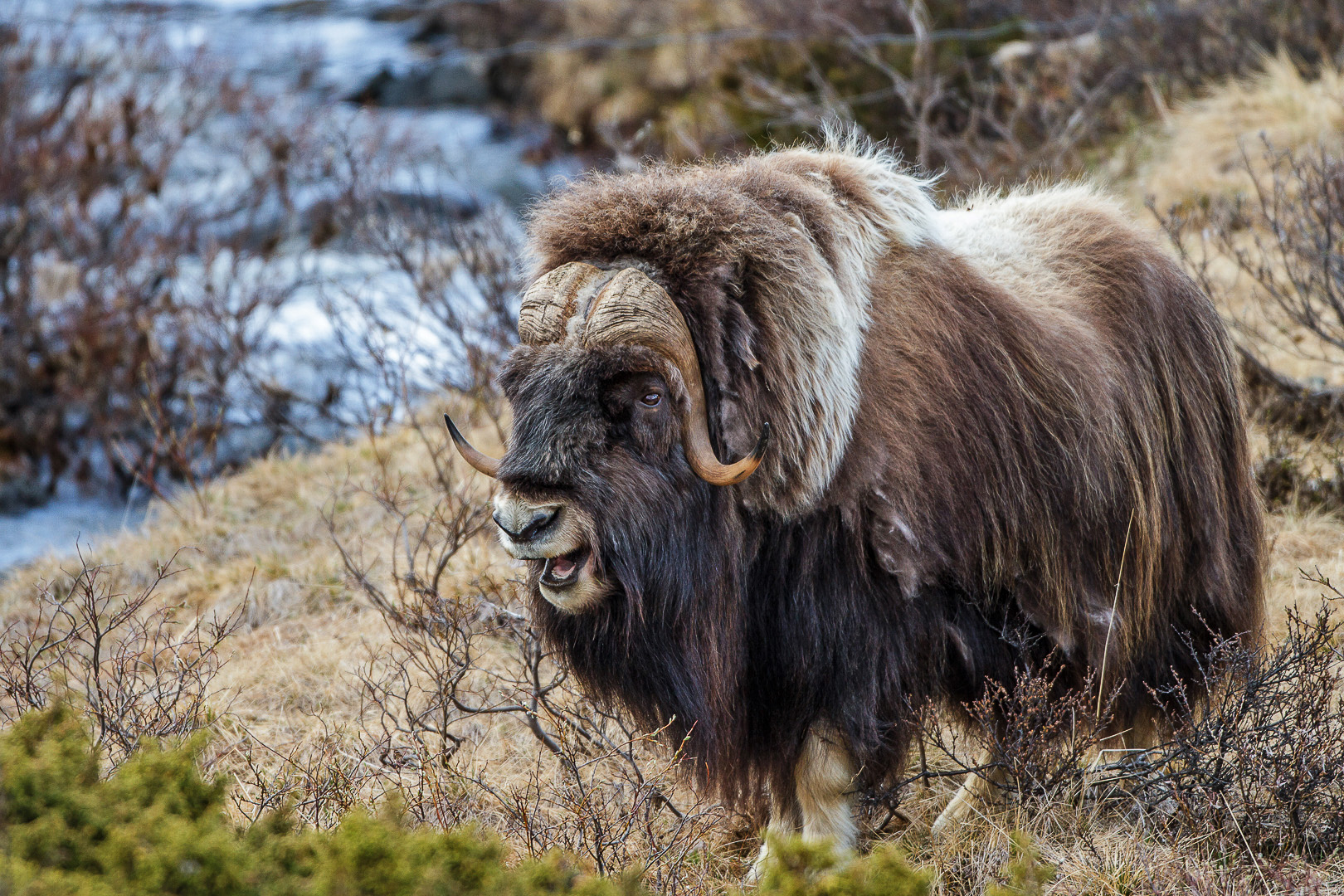 Moschusochse (Ovibos moschatus) | Naturfotografie – Rolf Müller
