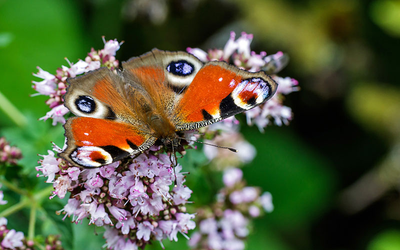 pfauenauge | Naturfotografie – Rolf Müller