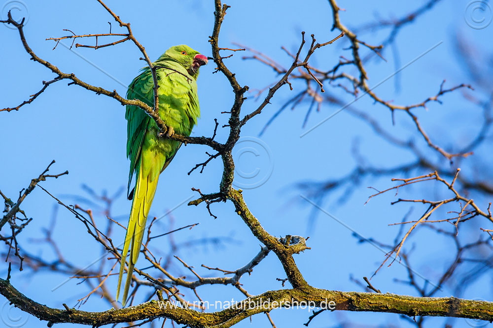 Halsband- und Großer Alexandersittich | Naturfotografie – Rolf Müller ...