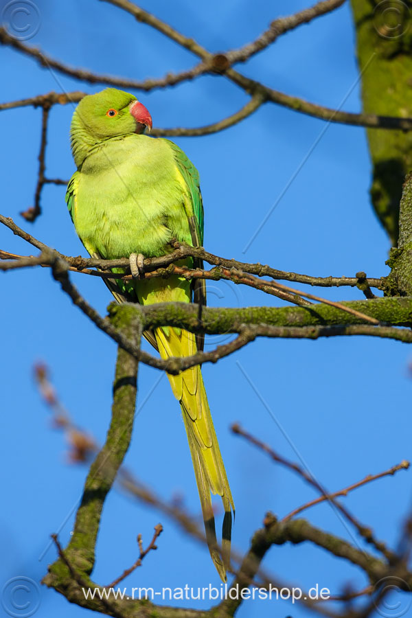Halsband- und Großer Alexandersittich | Naturfotografie – Rolf Müller ...