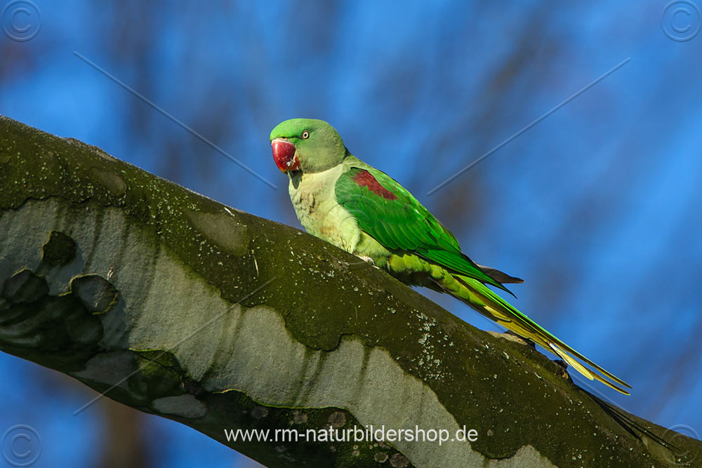 Halsband- und Großer Alexandersittich | Naturfotografie – Rolf Müller ...