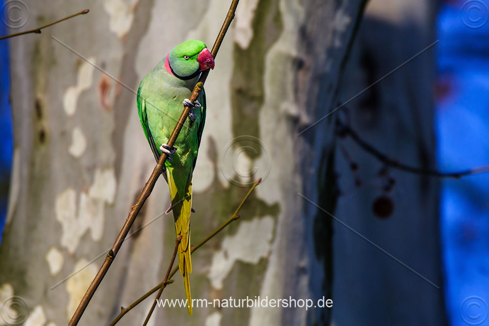 Halsband- und Großer Alexandersittich | Naturfotografie – Rolf Müller ...