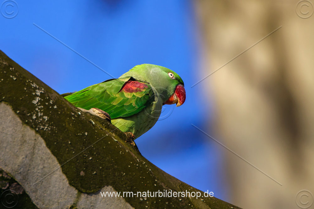 Halsband- und Großer Alexandersittich | Naturfotografie – Rolf Müller ...