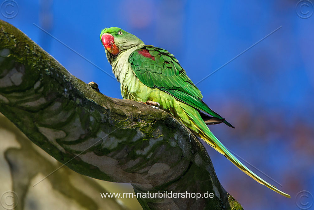 Halsband- und Großer Alexandersittich | Naturfotografie – Rolf Müller ...