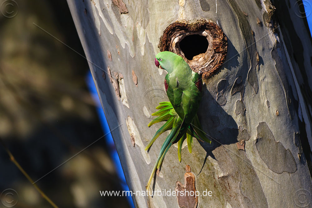 Halsband- und Großer Alexandersittich | Naturfotografie – Rolf Müller ...