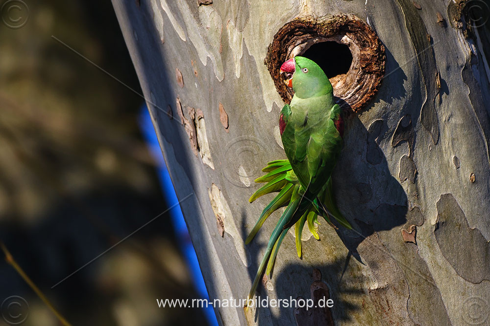 Halsband- und Großer Alexandersittich | Naturfotografie – Rolf Müller ...