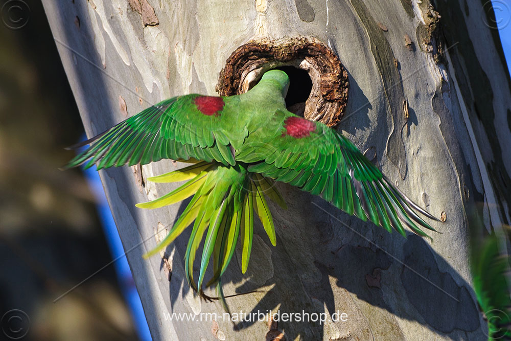 Halsband- und Großer Alexandersittich | Naturfotografie – Rolf Müller ...