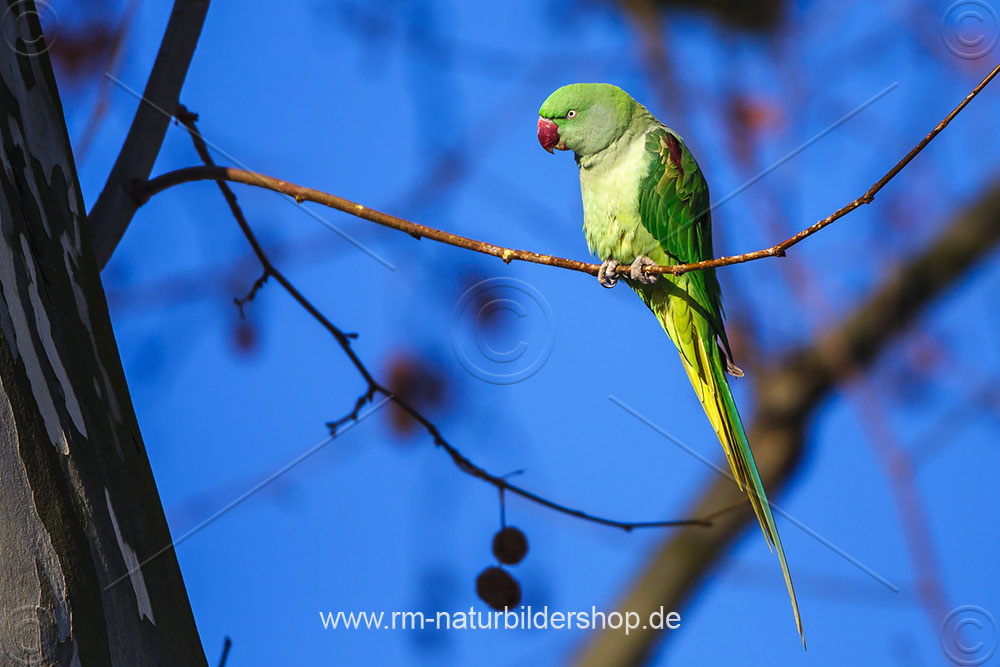 Halsband- und Großer Alexandersittich | Naturfotografie – Rolf Müller ...