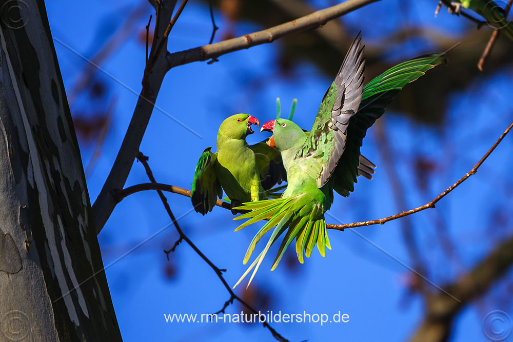 Halsband- und Großer Alexandersittich | Naturfotografie – Rolf Müller ...