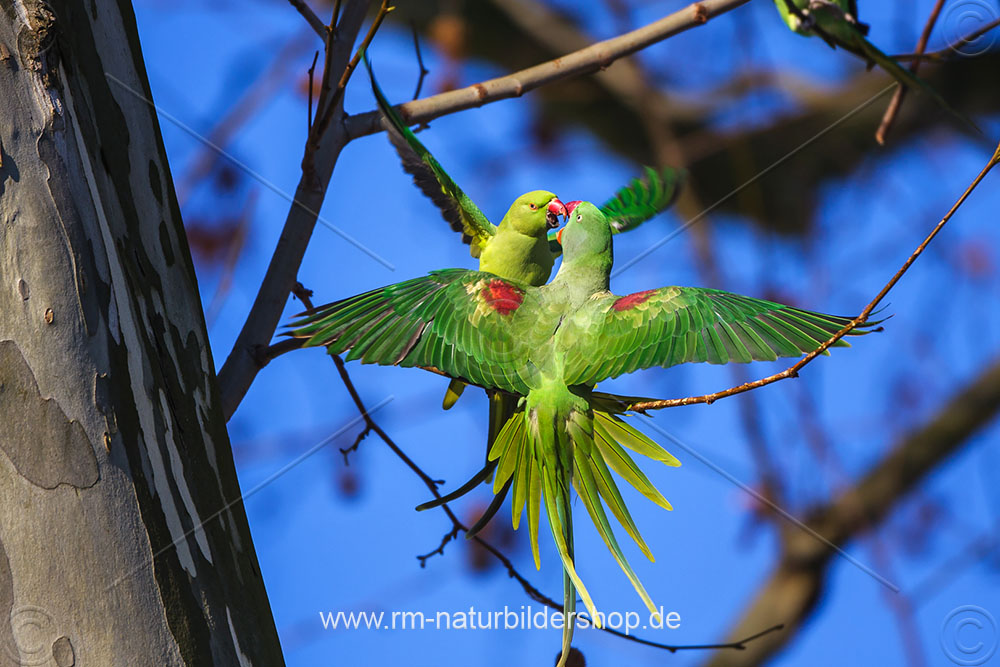 Halsband- und Großer Alexandersittich | Naturfotografie – Rolf Müller ...
