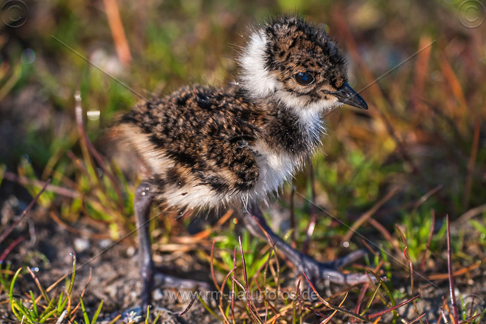 Kiebitz | Naturfotografie – Rolf Müller