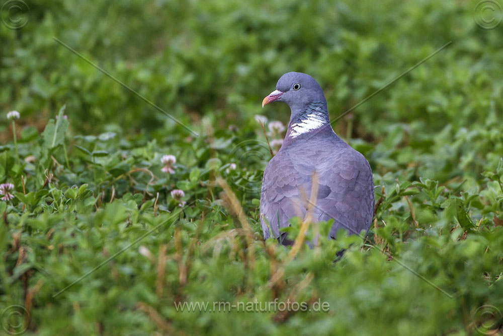 Ringeltaube | Naturfotografie – Rolf Müller