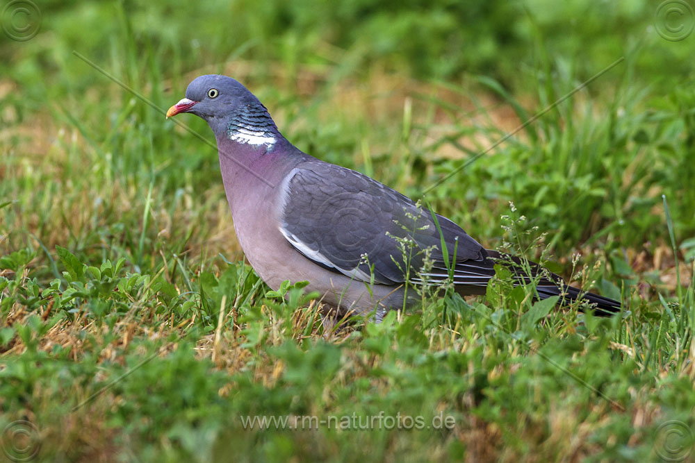 Ringeltaube | Naturfotografie – Rolf Müller