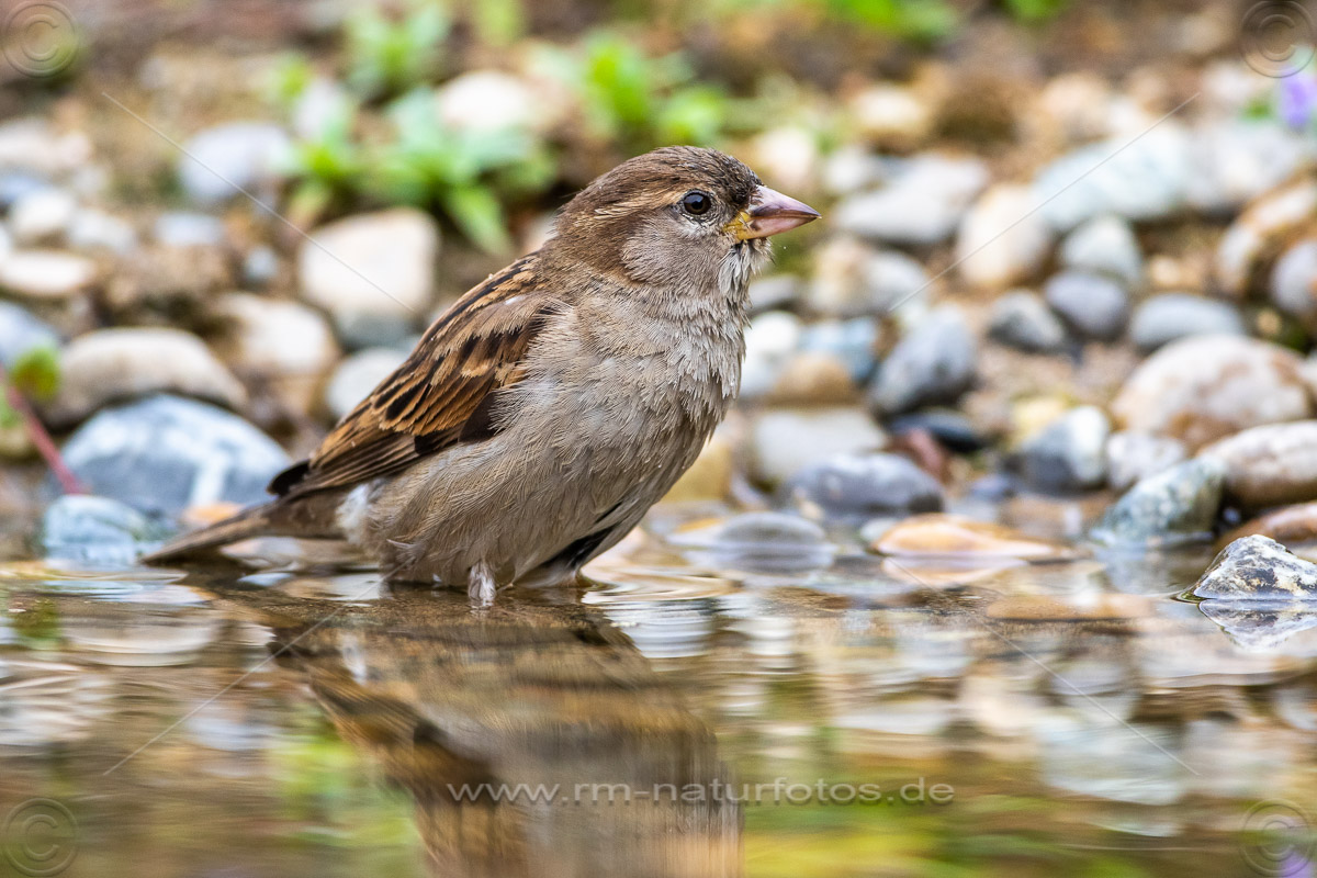 Haussperling | Naturfotografie – Rolf Müller