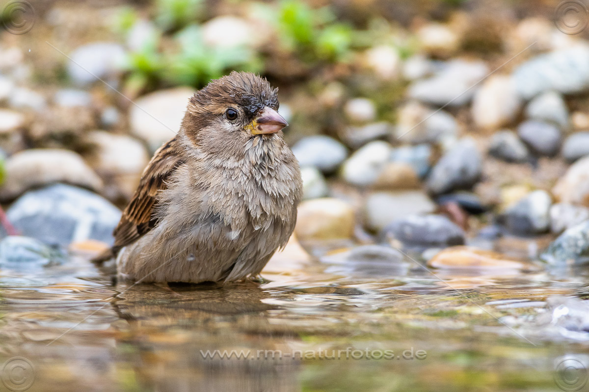 Haussperling | Naturfotografie – Rolf Müller