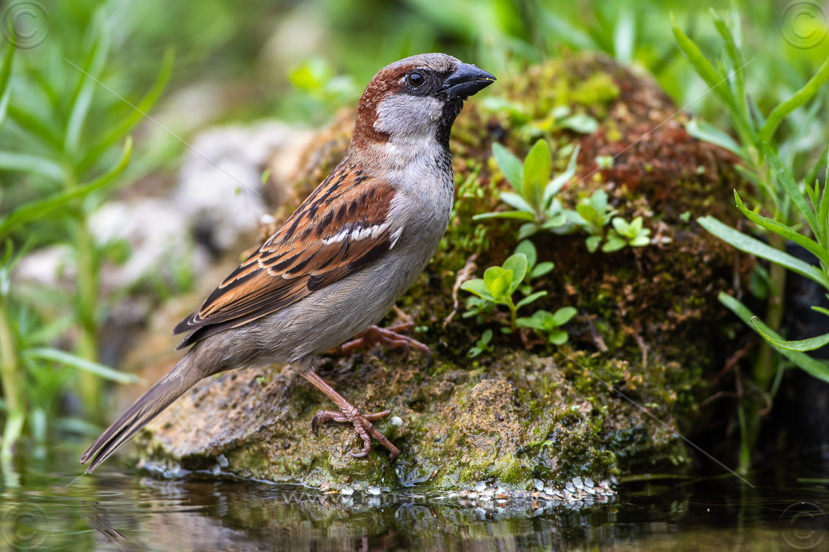 Haussperling | Naturfotografie – Rolf Müller