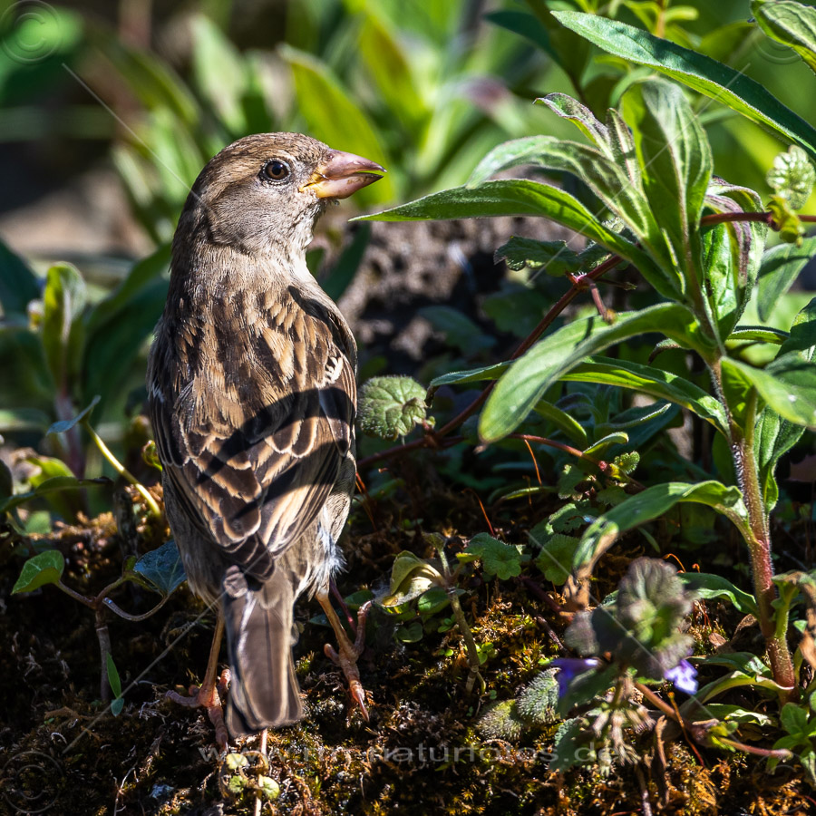 Haussperling | Naturfotografie – Rolf Müller
