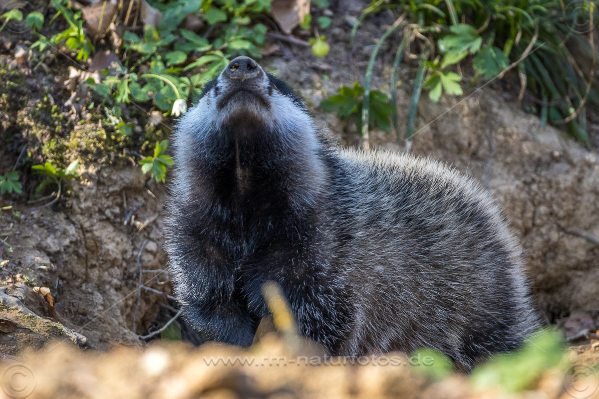 Mai 2021 | Naturfotografie – Rolf Müller | Seite 7