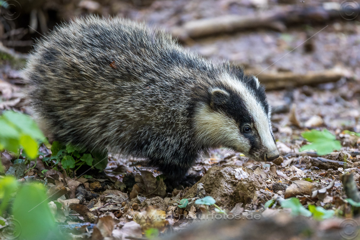 Willkommen in meinen Naturbildergalerien | Naturfotografie – Rolf Müller